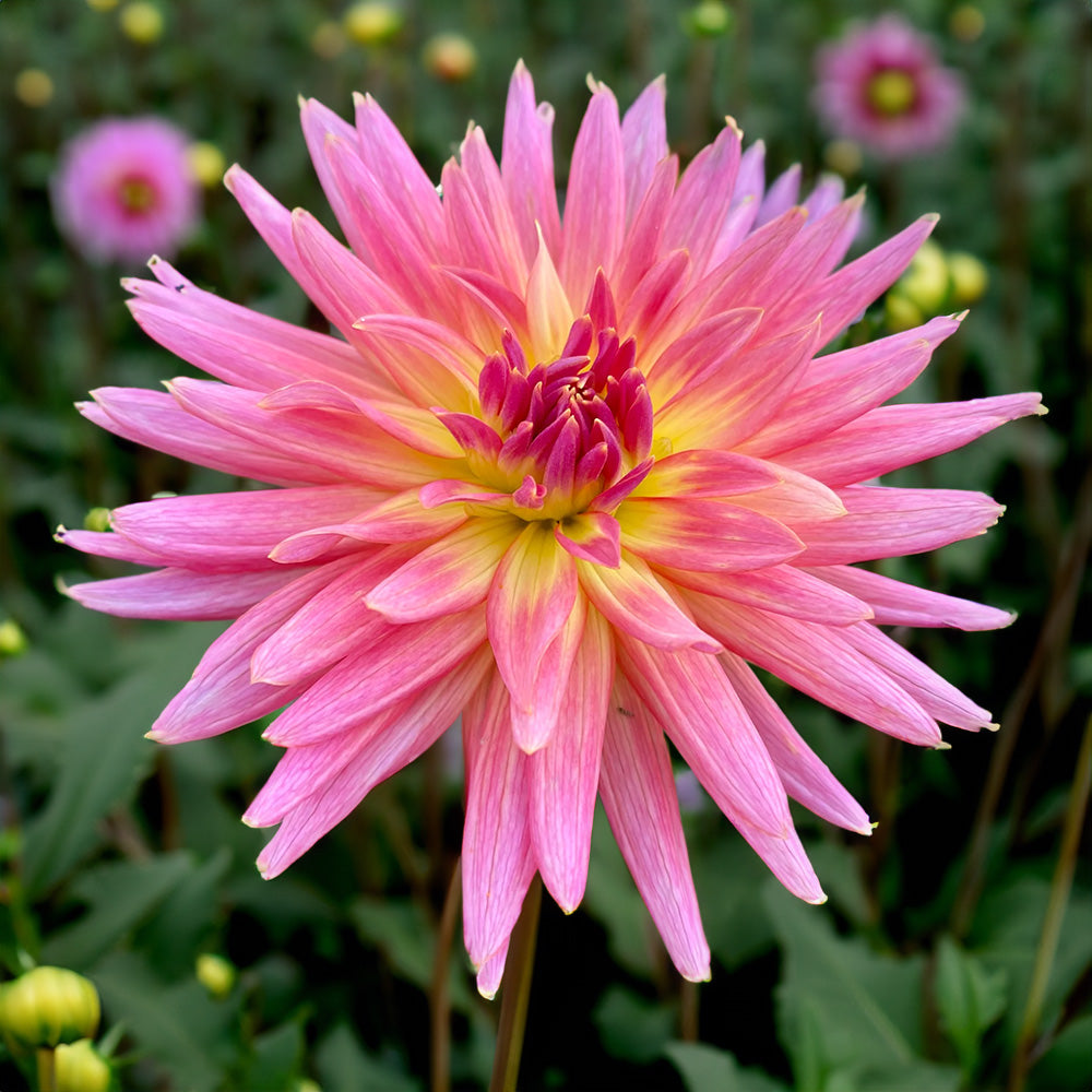 Longwarry Lita Dahlia Tubers – Conerin Farm