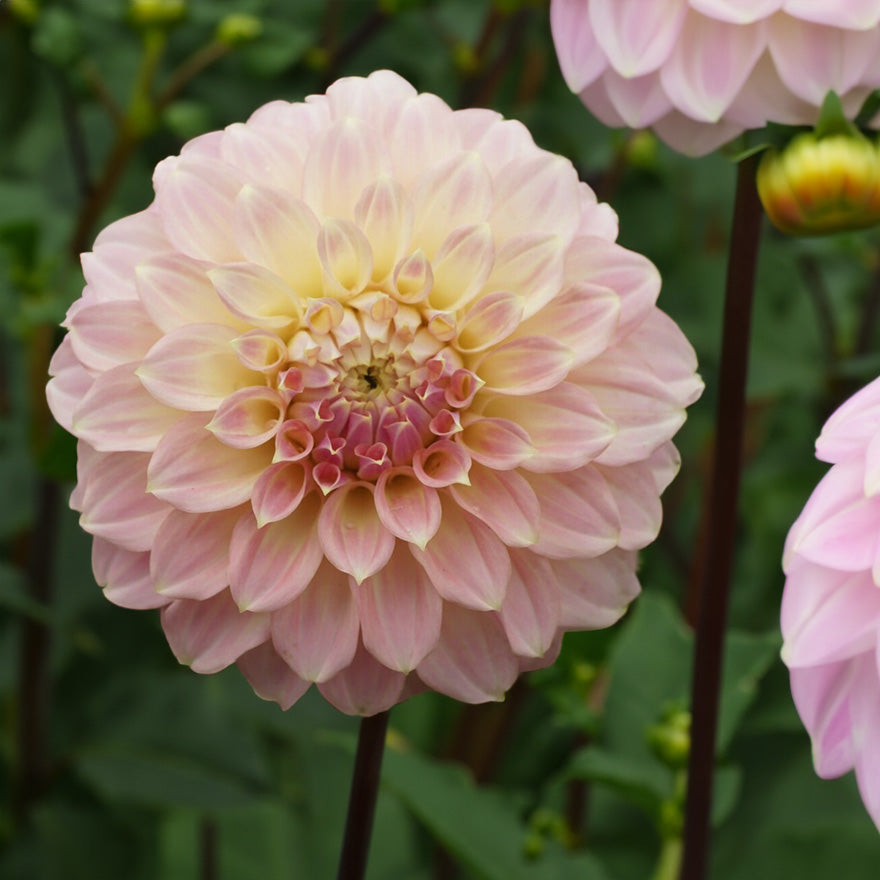 Coorabell Astrid Dahlia Tubers – Conerin Farm