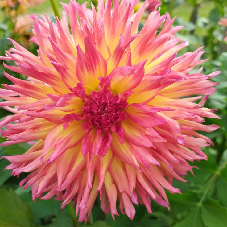 Chris's Agressive Salmon Dahlia Tubers – Conerin Farm